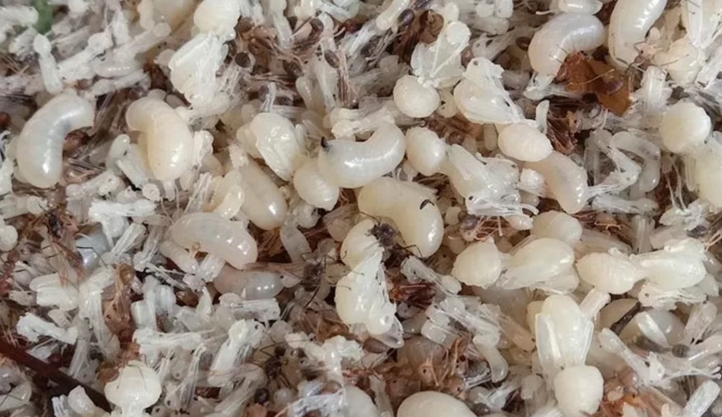 Budidaya kroto dengan paralon, Praktis dan Efektif - TheMediaWork