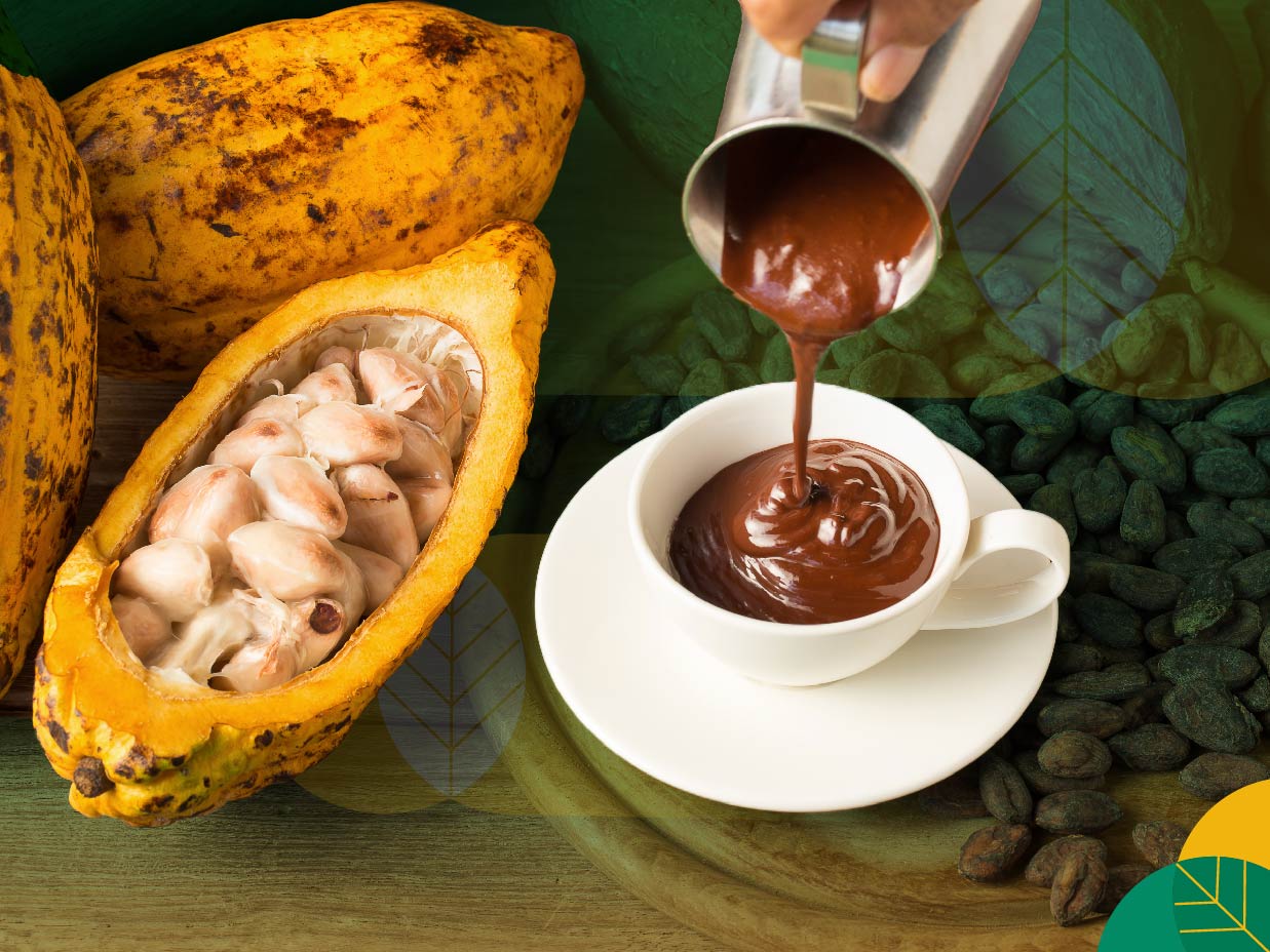 Proses Produksi Coklat Kakao Berkualitas - TheMediaWork